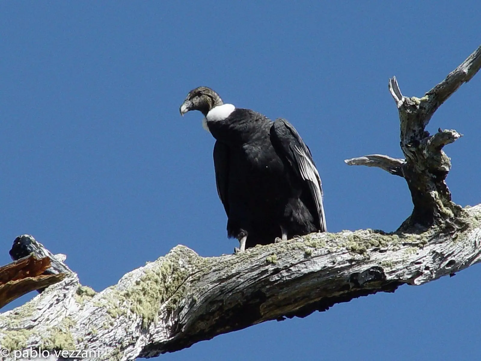 El cóndor andino y sus simbologías - Revista Rambla